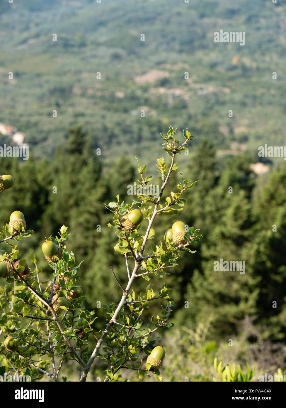 Chêne kermès (Quercus coccifera) Dafnata, Corfou, îles Ioniennes, Grèce ...