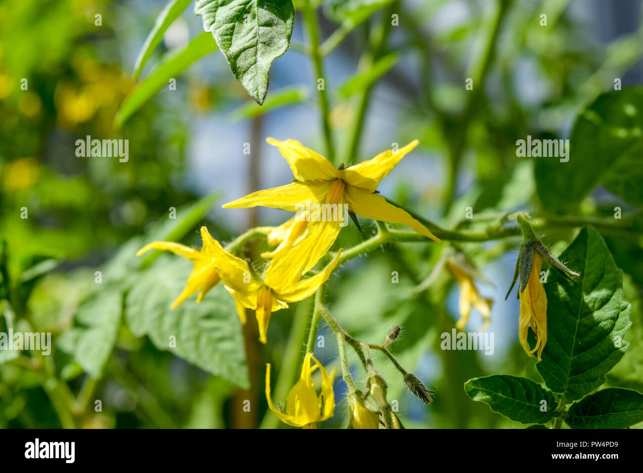 Une tomate fleurie Banque de photographies et d’images à haute ...
