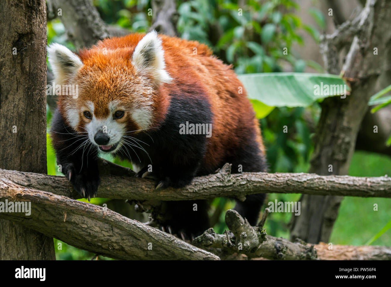 Panda roux Banque de photographies et d’images à haute résolution - Alamy