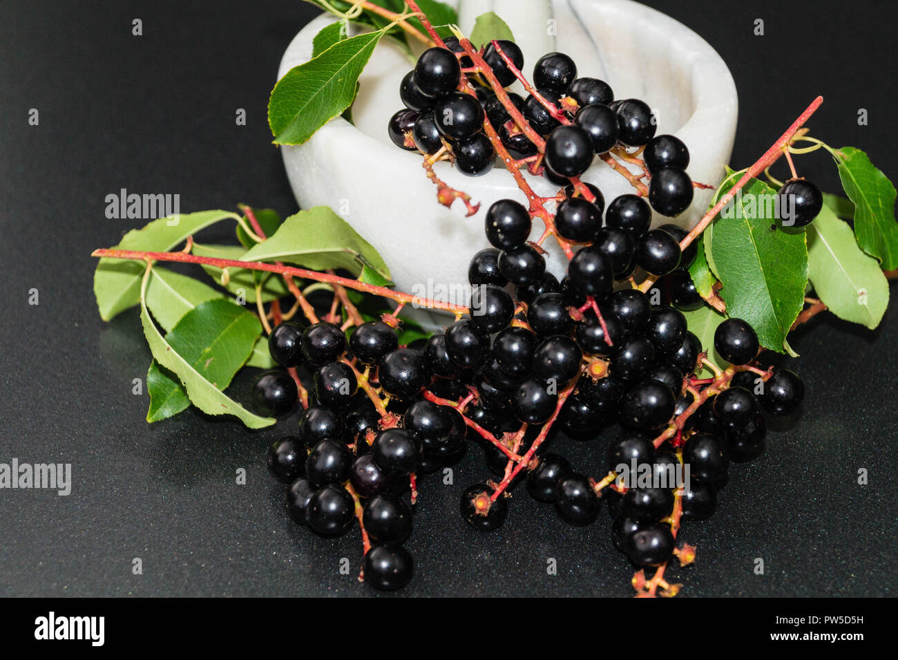 Prunus serotina leaf Banque de photographies et d’images à haute ...