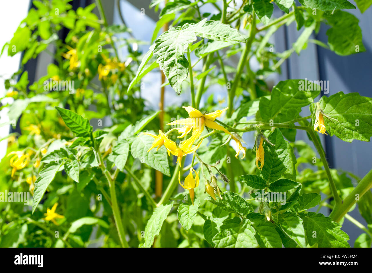 Tomate fleur de jardin potager bio Banque de photographies et d’images ...