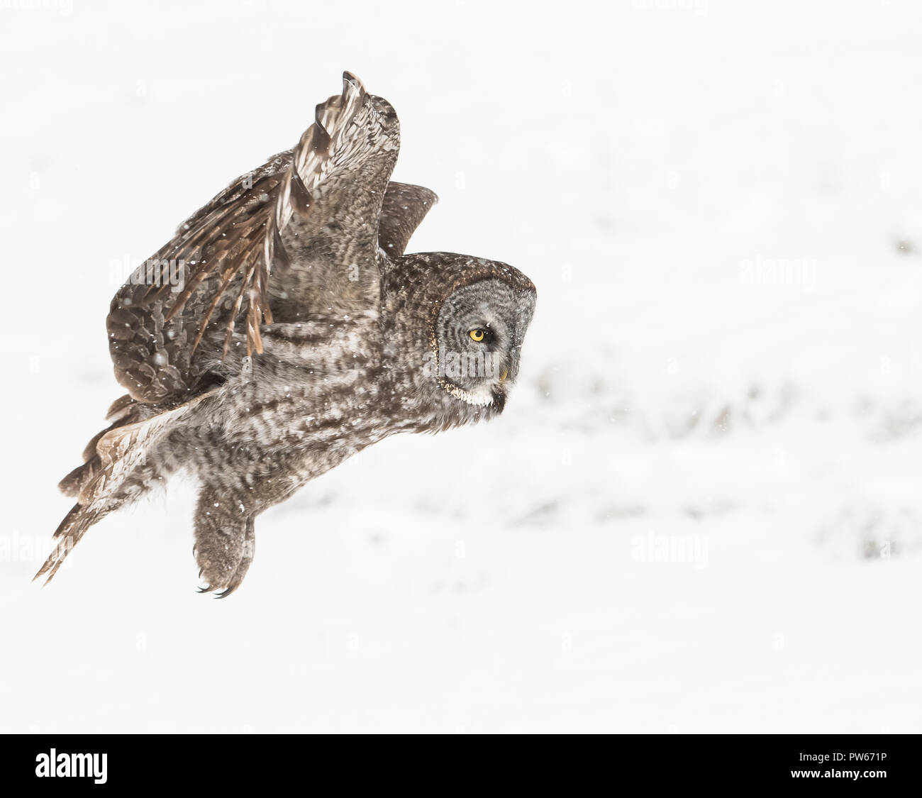 Chouette des neiges canada Banque d'images détourées - Alamy