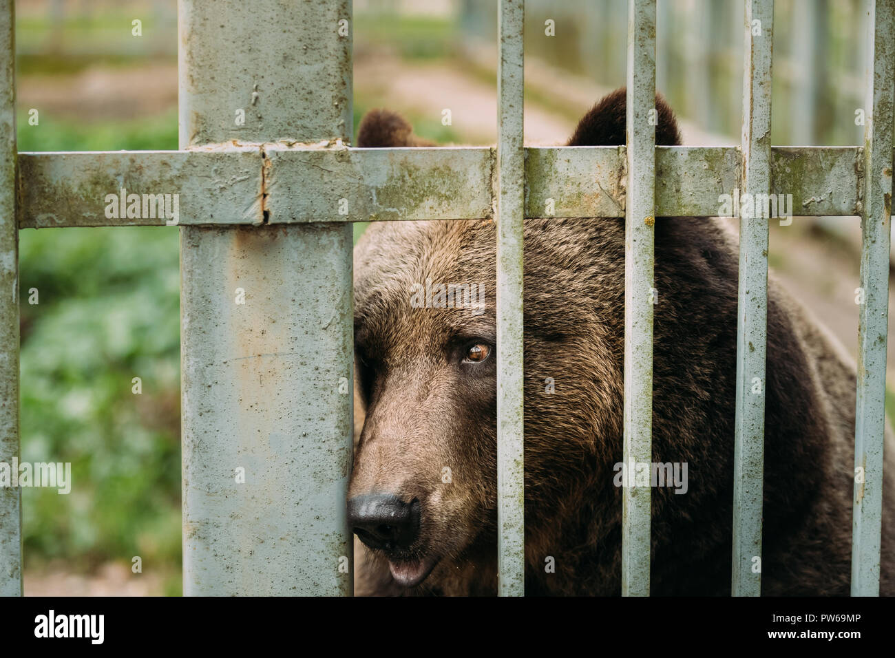 Ours russe Banque de photographies et d’images à haute résolution - Alamy