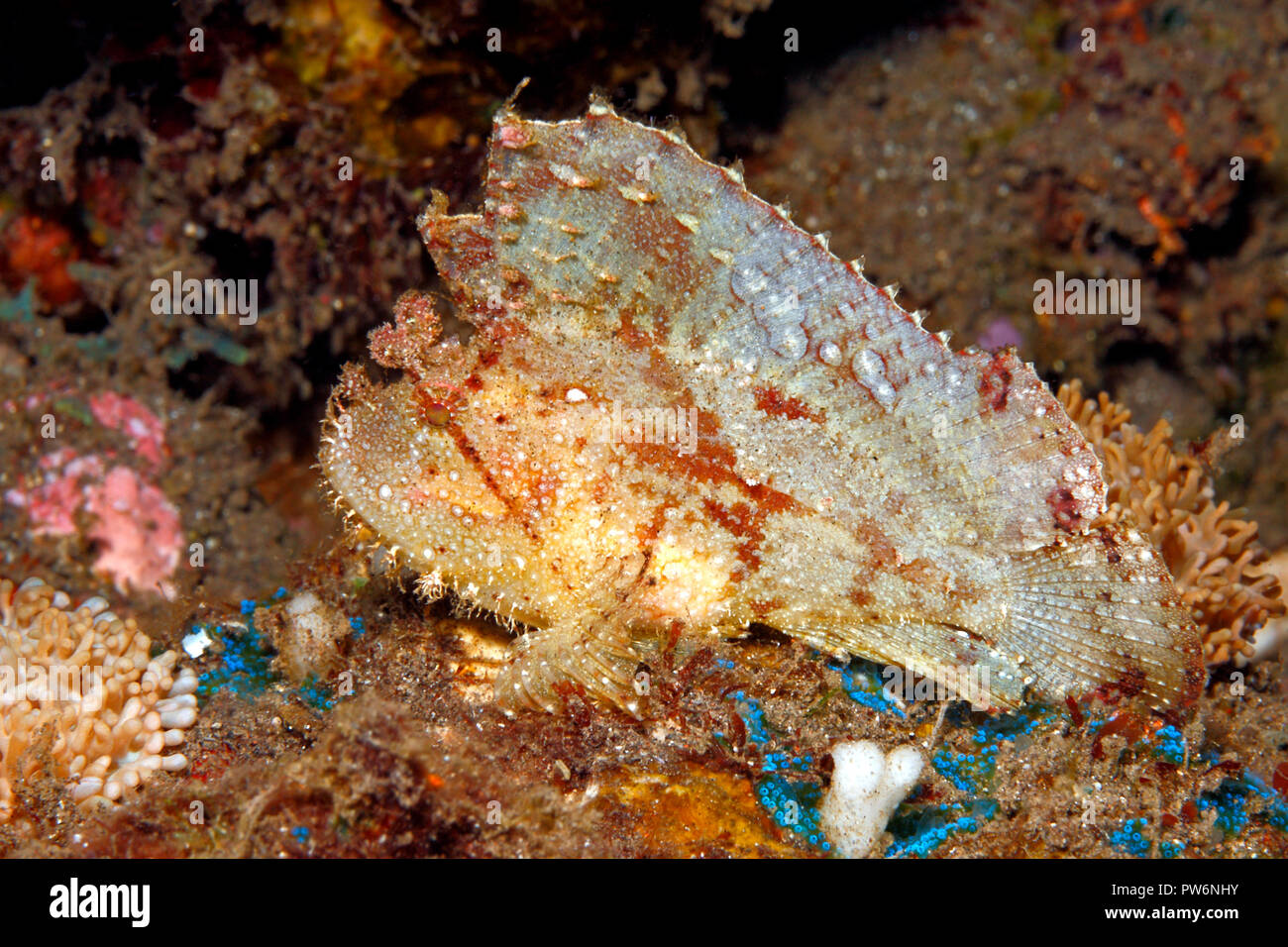 Poisson scorpion taenianotus triacanthus sous l'eau Banque de ...