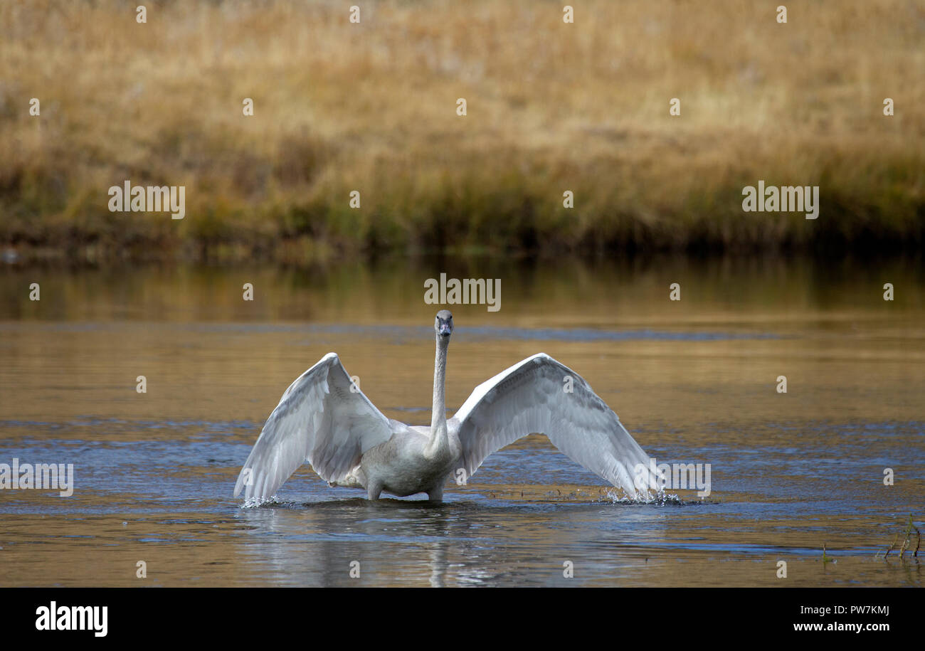 Swan cygnet wings Banque de photographies et d’images à haute ...