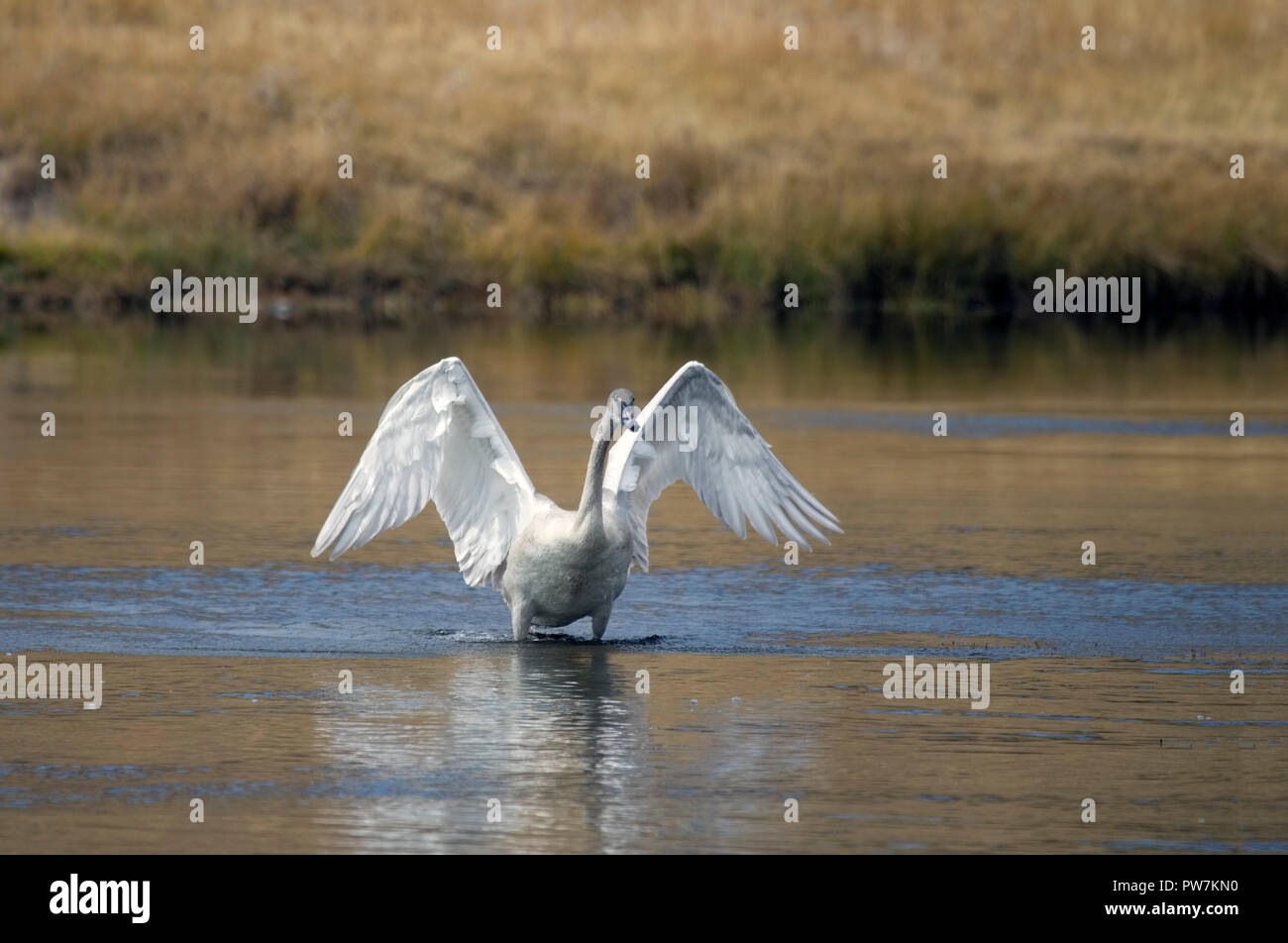 Swan cygnet wings Banque de photographies et d’images à haute ...