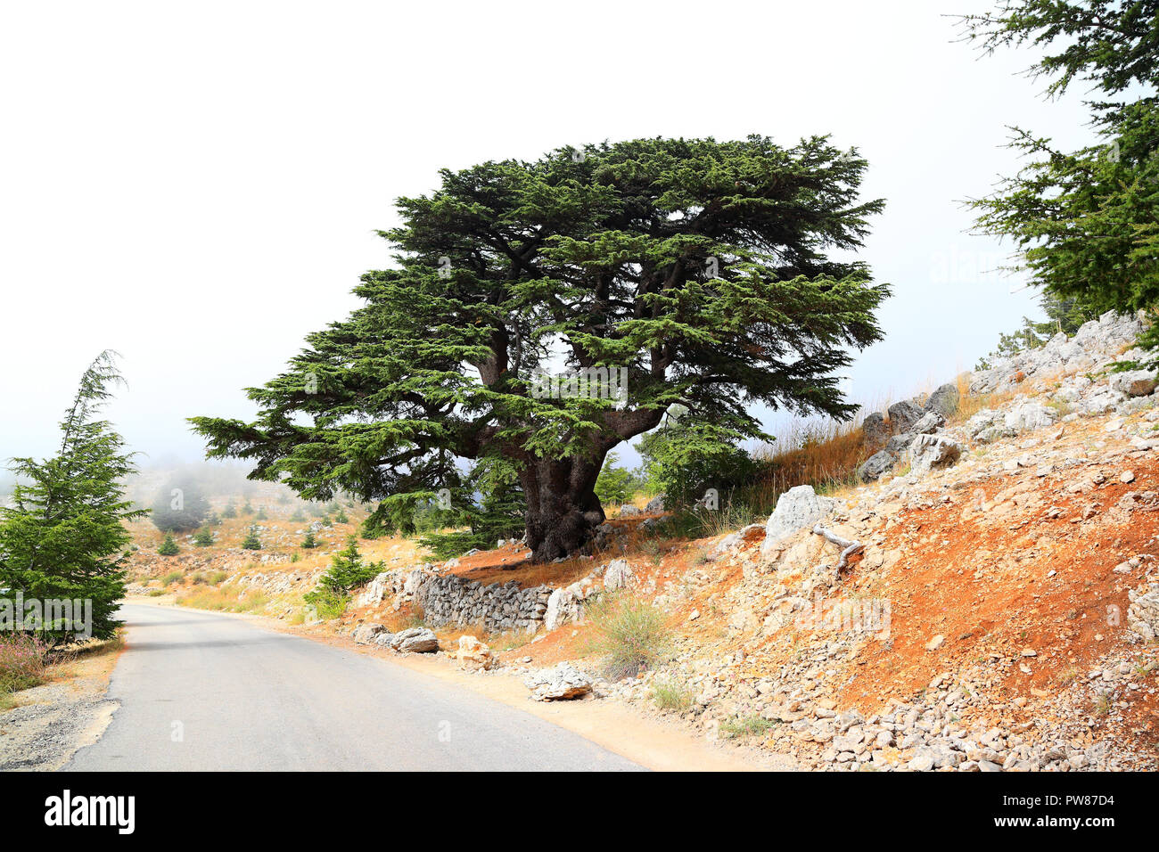 Cèdre du liban Banque de photographies et d’images à haute résolution ...