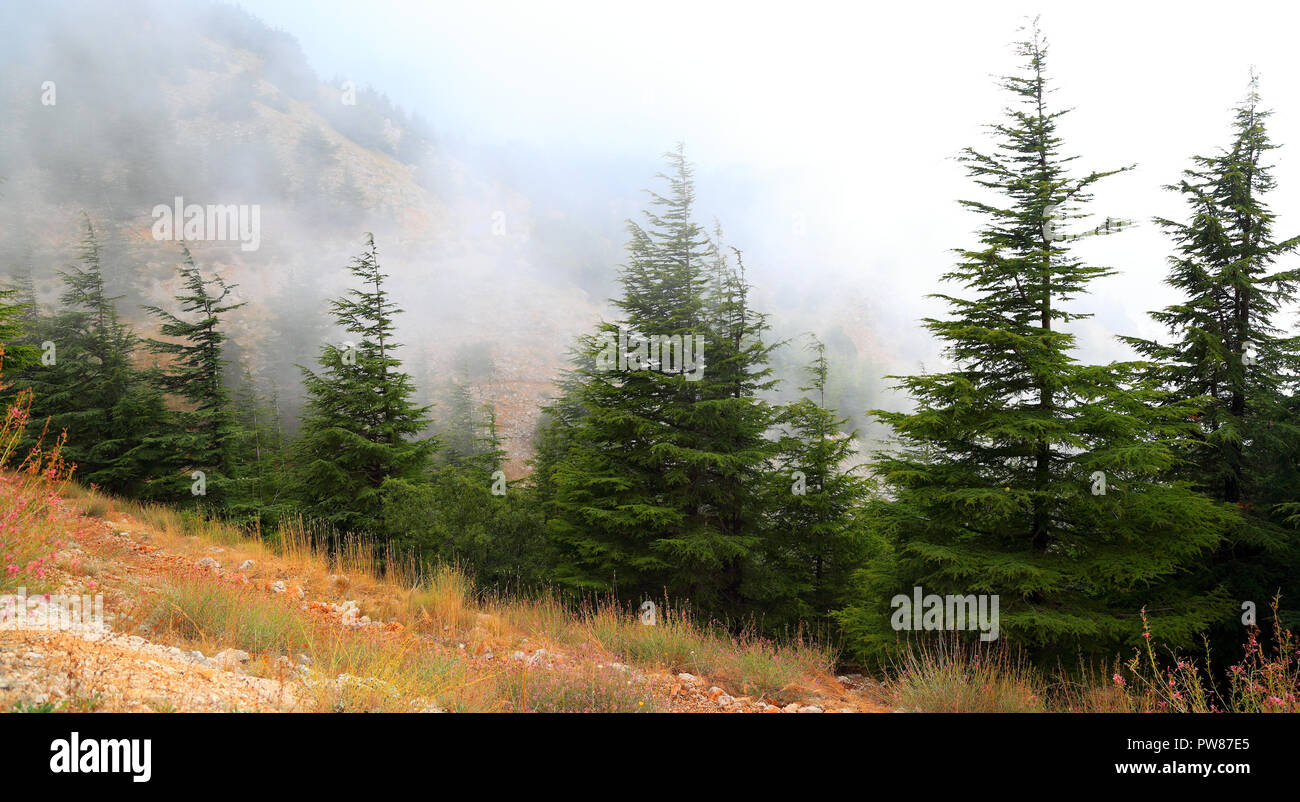 Barouk reserve forest Banque de photographies et d’images à haute ...