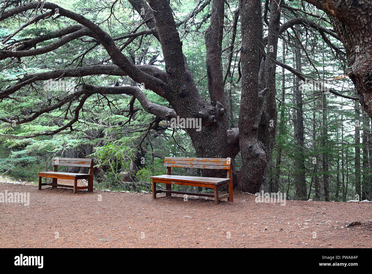 Barouk reserve forest Banque de photographies et d’images à haute ...