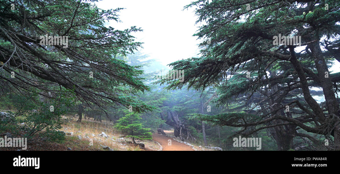Barouk reserve forest Banque de photographies et d’images à haute ...