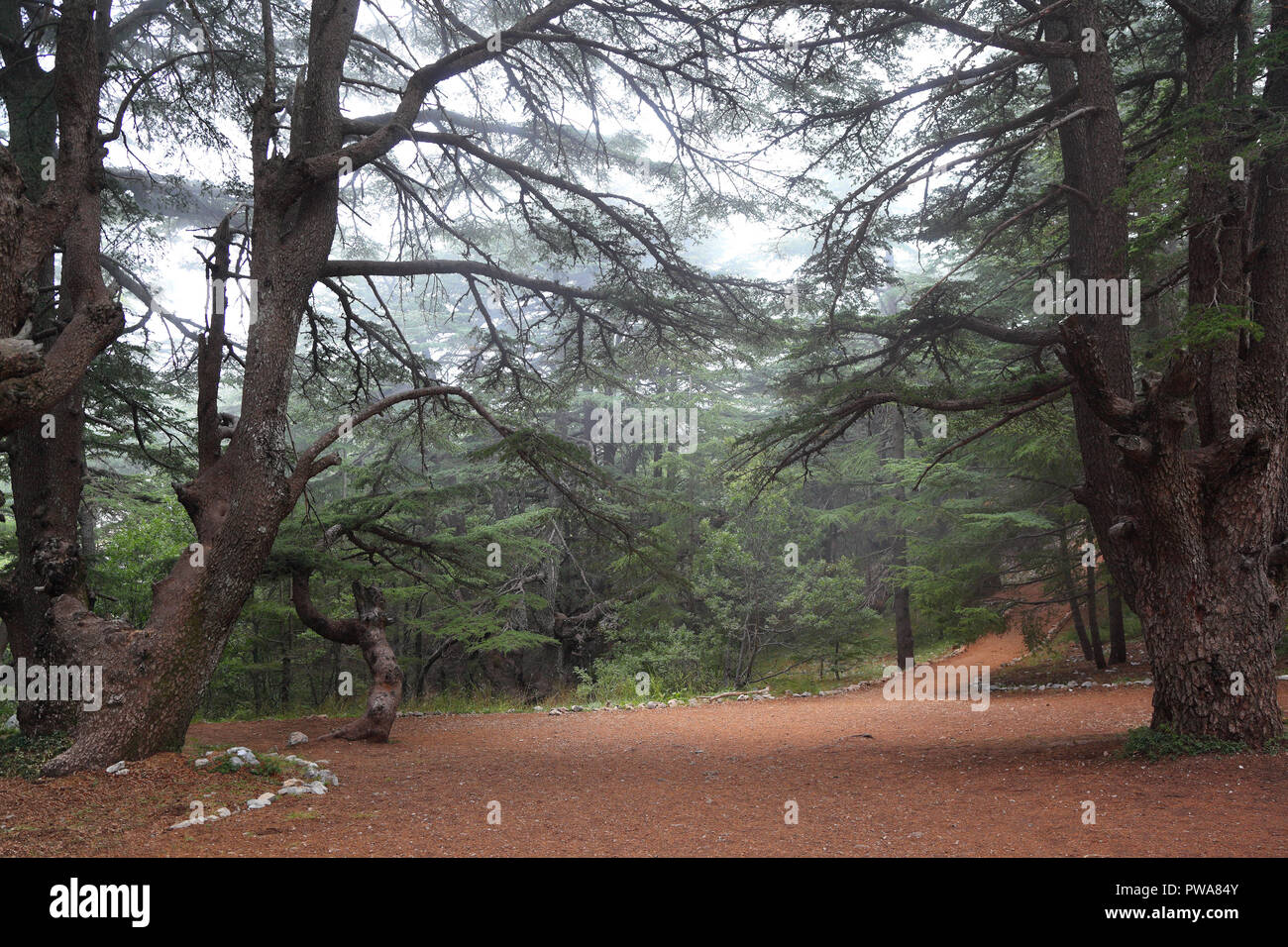 Cèdre liban Banque de photographies et d’images à haute résolution - Alamy