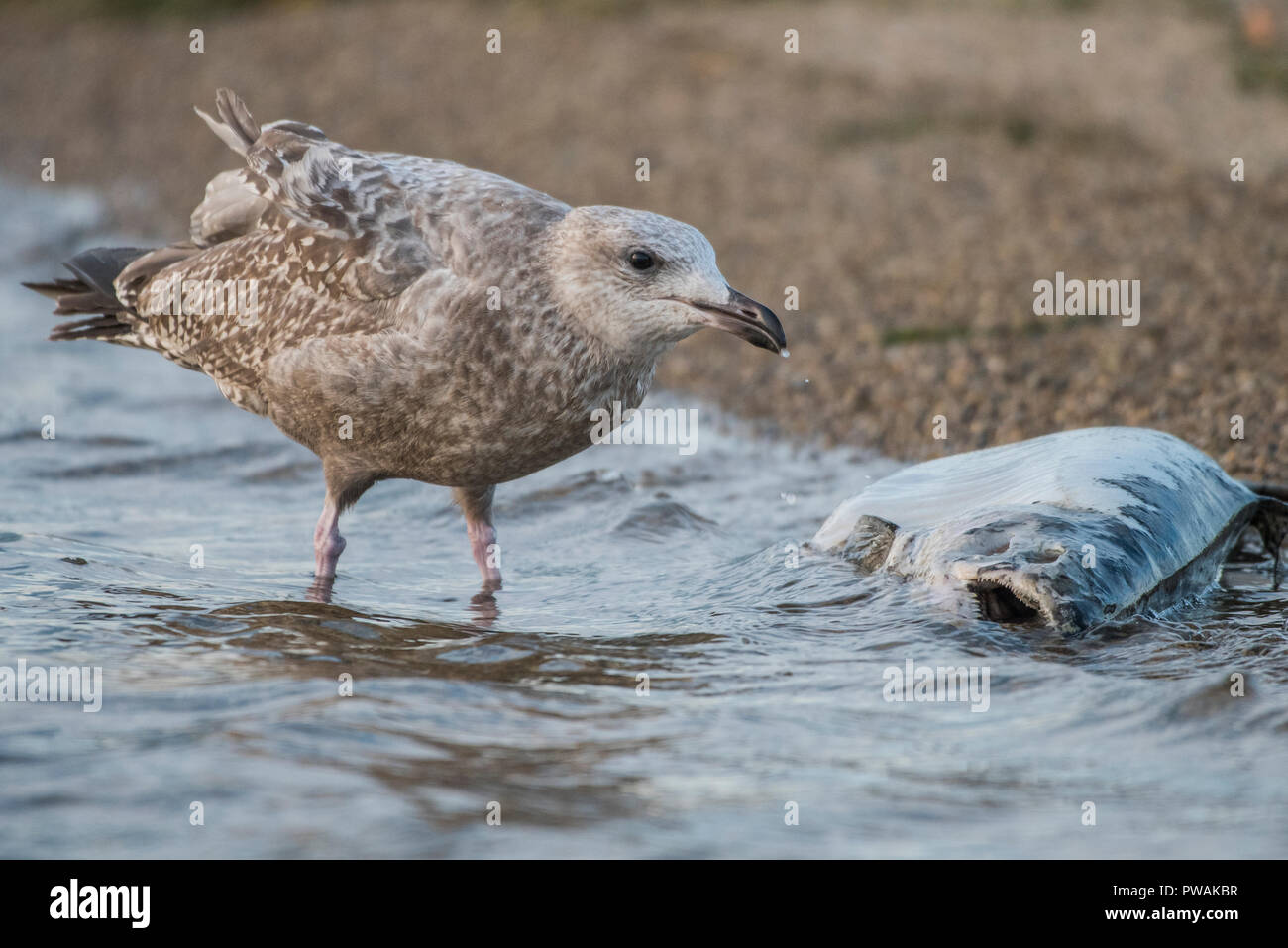 Un goéland argenté juvénile de Lakeshore State Park à Milwaukee ...