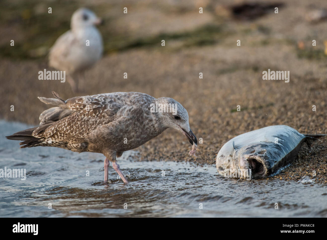 Lakeshore state park Banque de photographies et d’images à haute ...