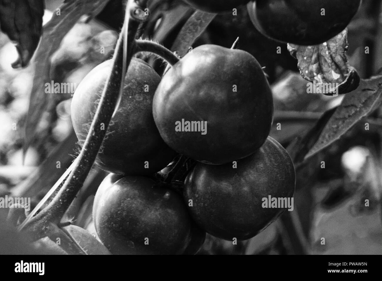 Plante de solanum lycopersicum Banque d'images noir et blanc - Alamy