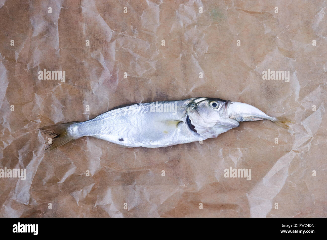 Le gros poisson mange le petit poisson Banque de photographies et d ...