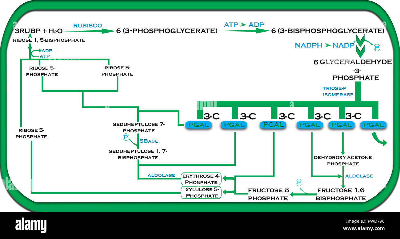 étapes du cycle de calvin simplifiées Banque de photographies et d ...