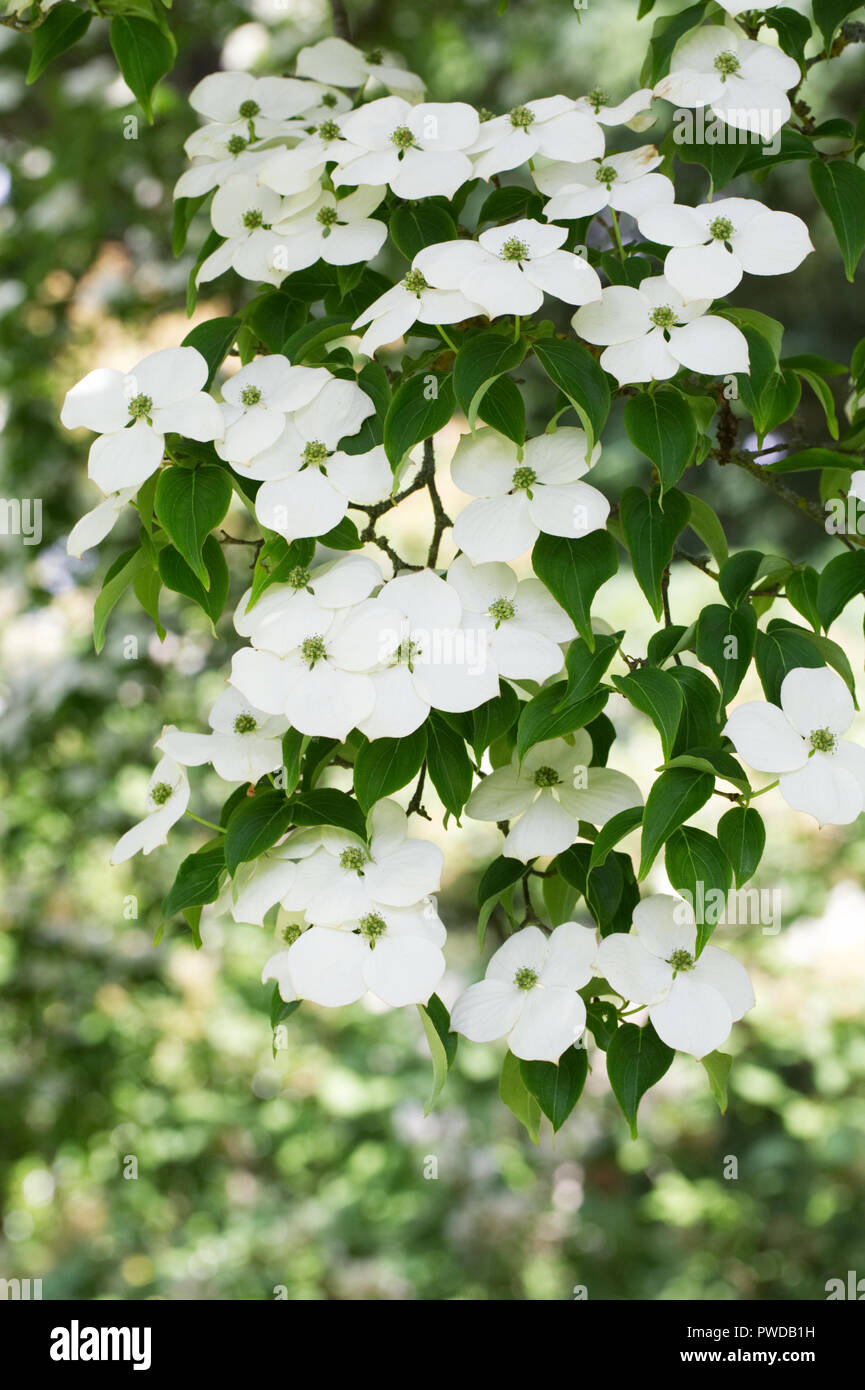 Cornus kousa chinensis Banque de photographies et d’images à haute ...