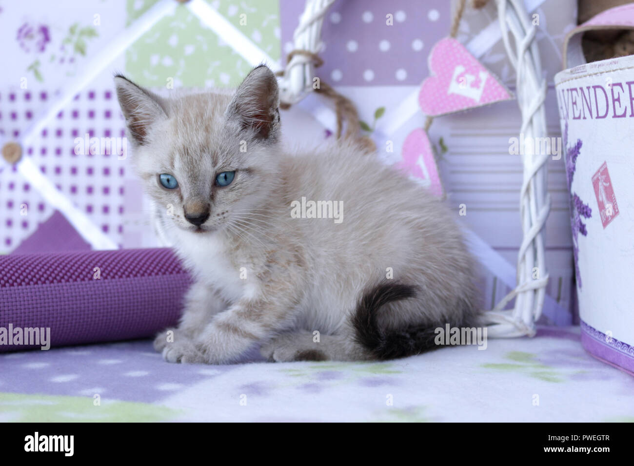 Seal tabby point white Banque de photographies et d’images à haute ...