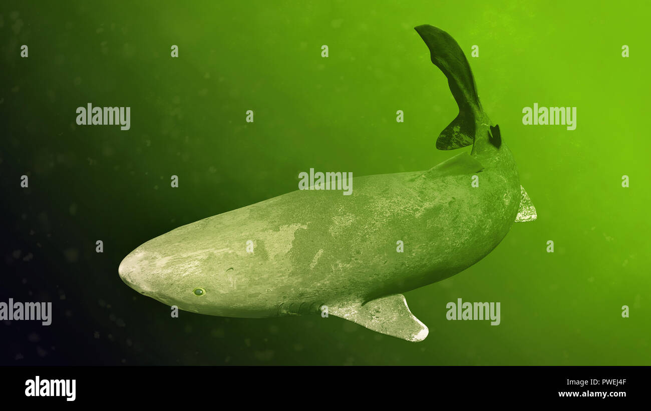 La natation, le requin du Groenland Somniosus microcephalus requin ...
