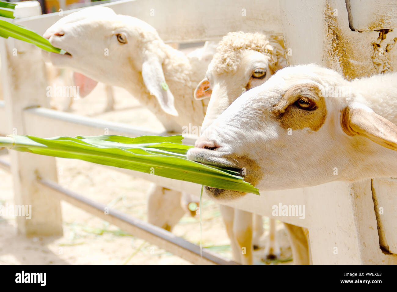 Mouton mangeant de l'herbe Banque de photographies et d’images à haute ...