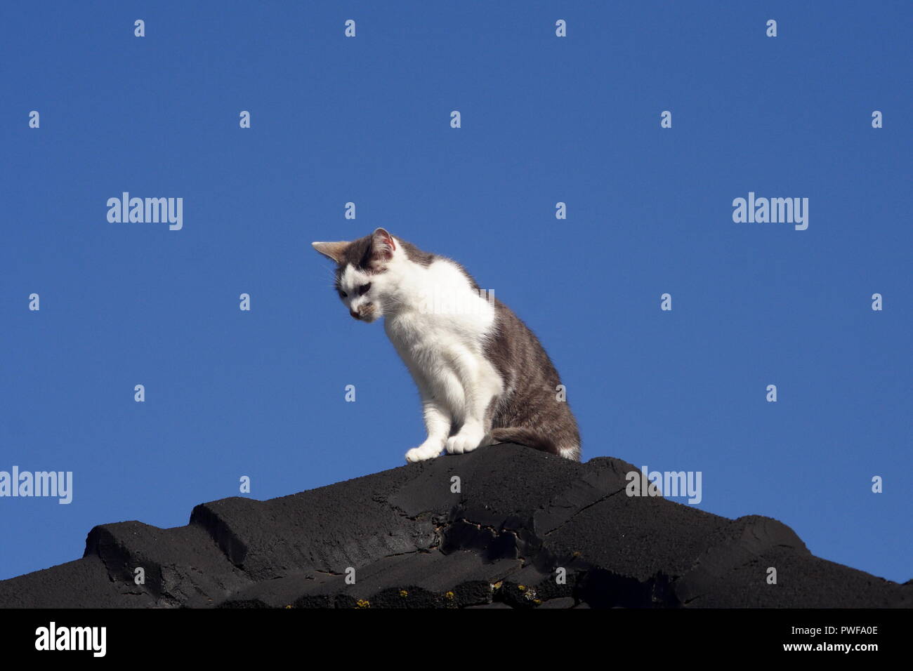 Chat sur le toit Banque de photographies et d’images à haute résolution ...