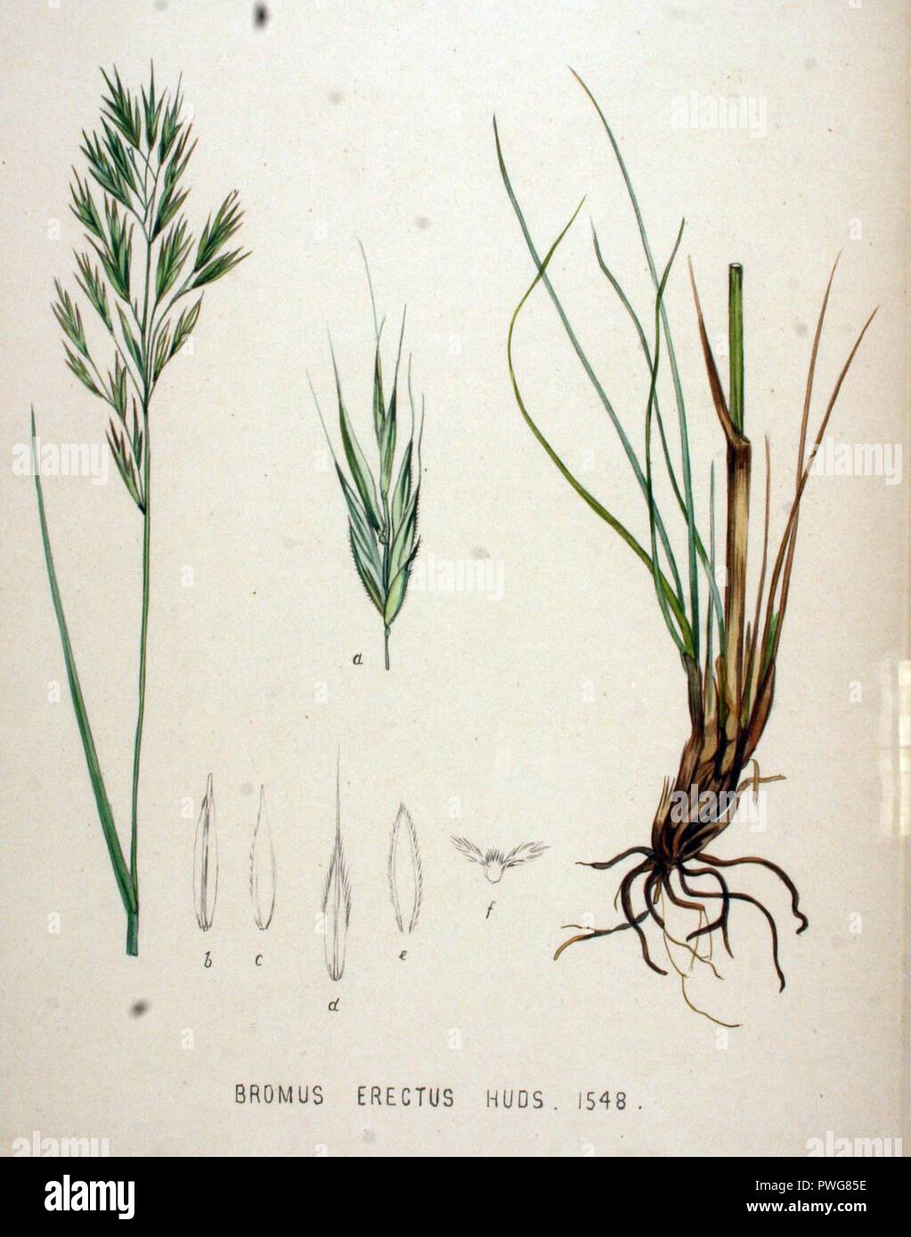 Bromus Erectus Banque d'image et photos - Alamy