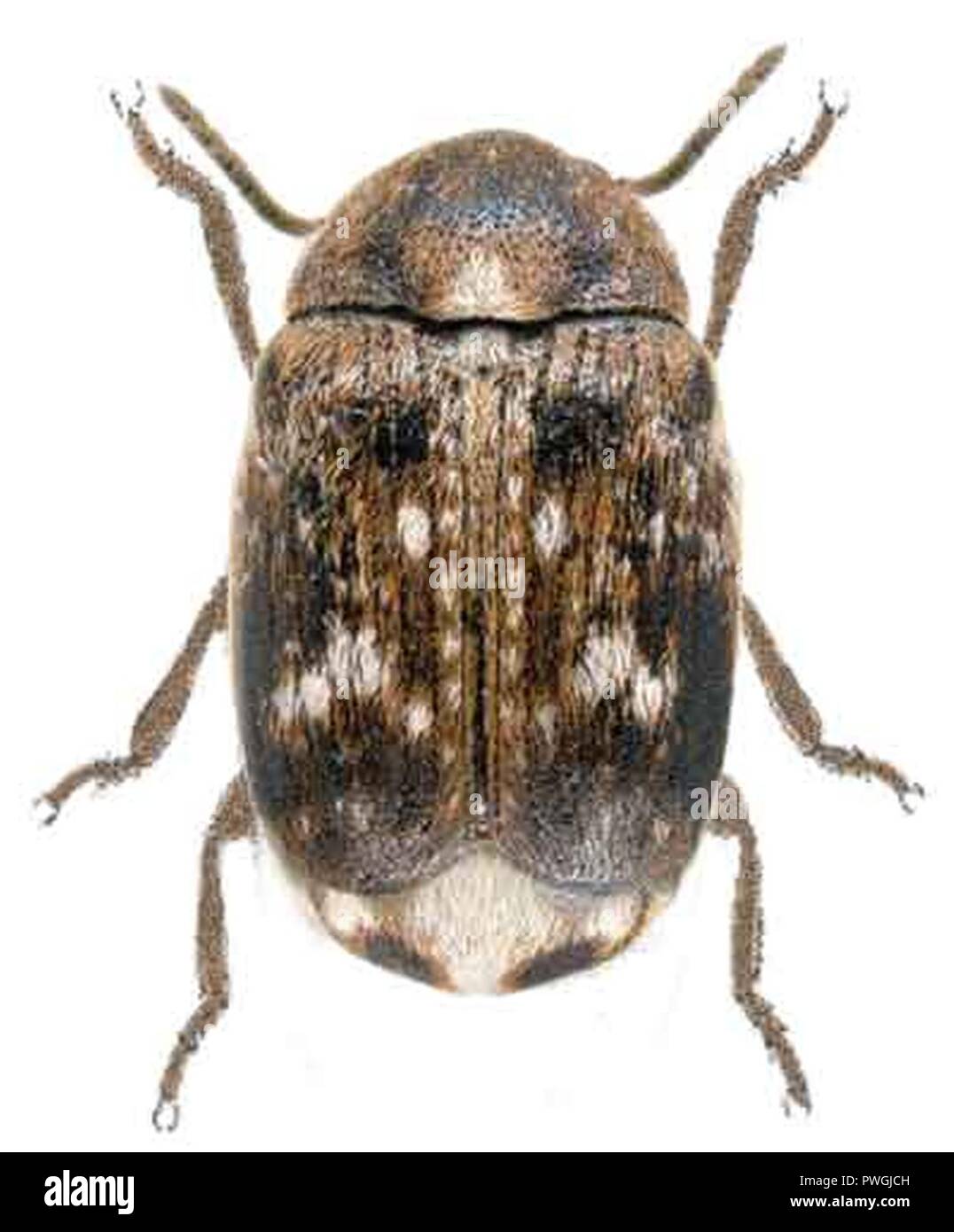 Bruchus Banque de photographies et d’images à haute résolution - Alamy