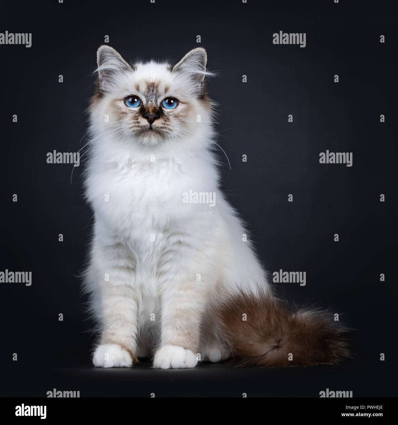 Birman blue tabby point Banque de photographies et d’images à haute ...