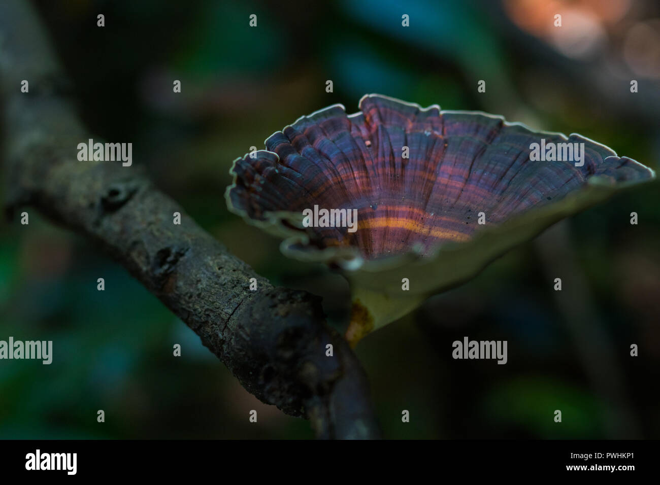 Champignon violet Banque de photographies et d’images à haute ...