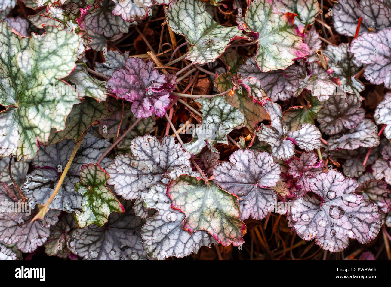 Heuchera leaves Banque de photographies et d’images à haute résolution ...