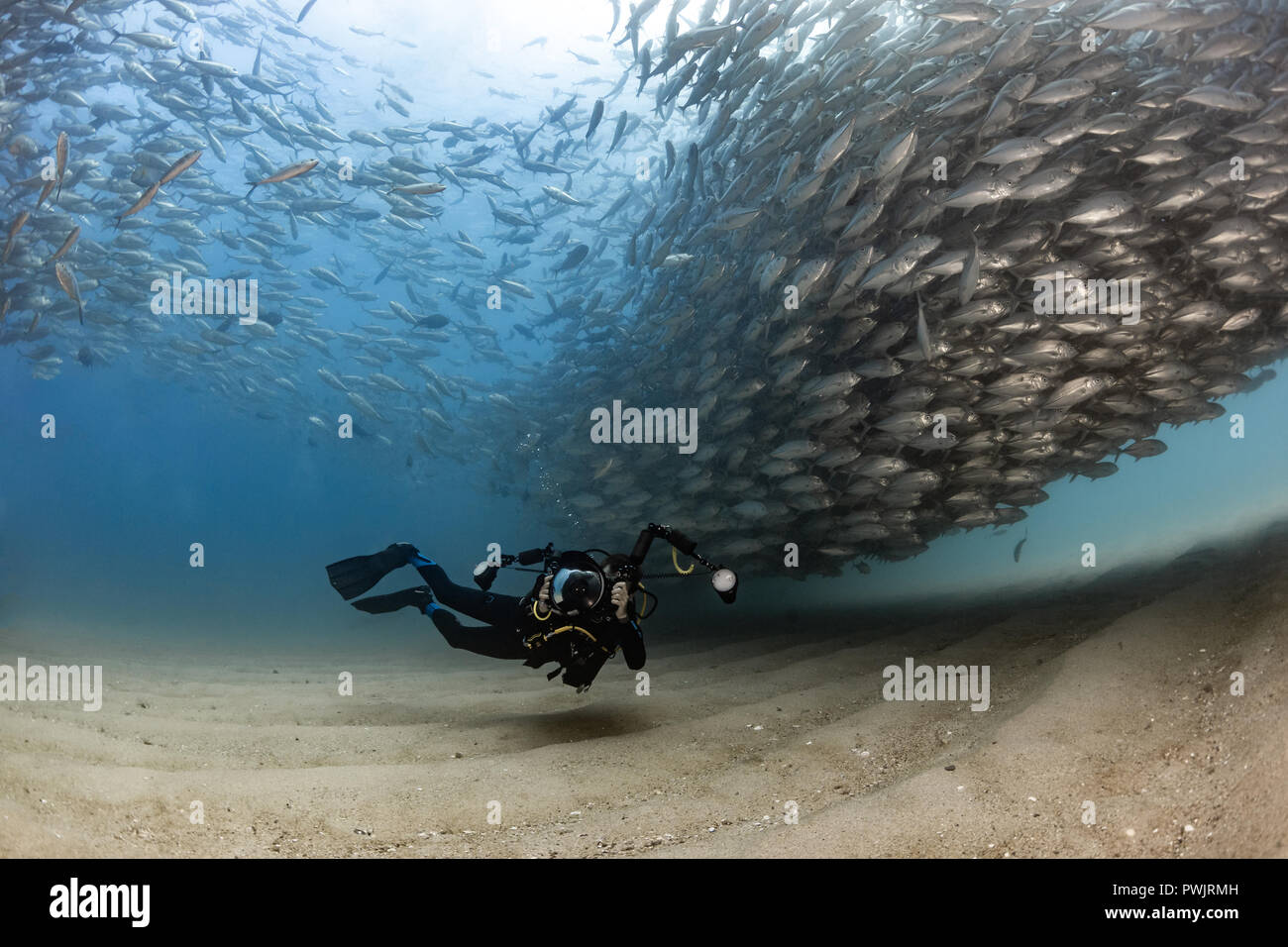 Poisson cabo pulmo Banque de photographies et d’images à haute ...