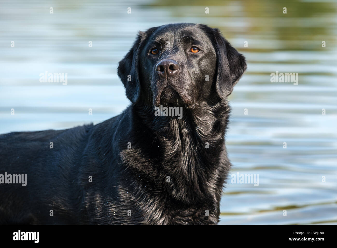 Black labrador retriever Banque de photographies et d’images à haute ...