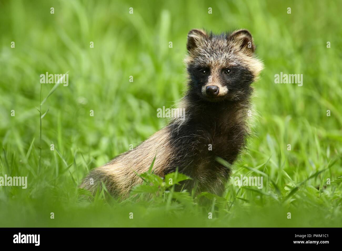 Chien viverrin nyctereutes procyonoides dans l'herbe Banque de ...