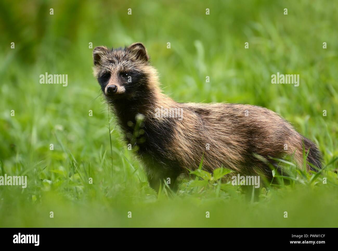 Chien viverrin nyctereutes procyonoides dans l'herbe Banque de ...