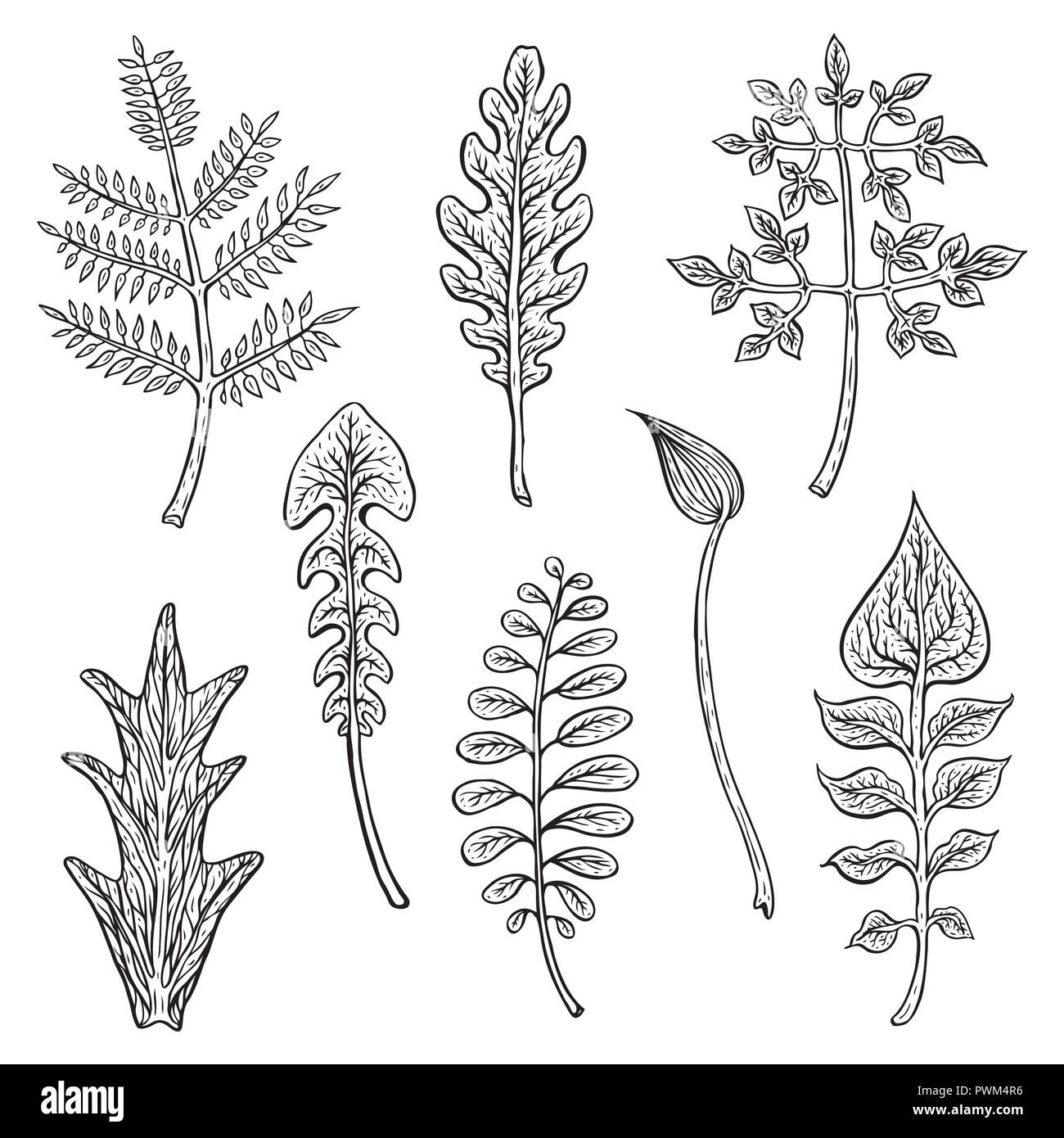 Types de feuille. Décrire les feuilles des différents types, isolé sur ...