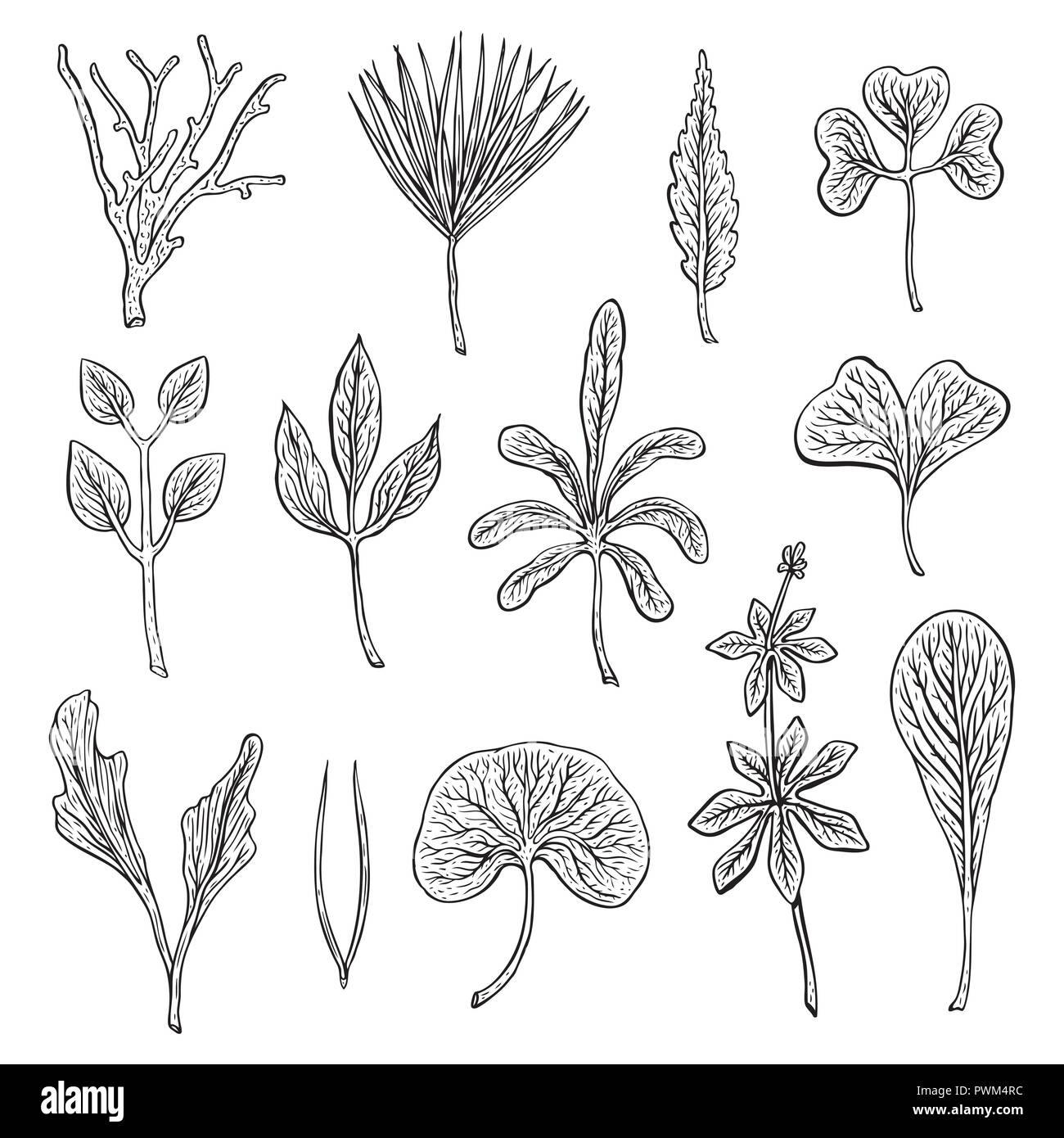 Types de feuille. Décrire les feuilles des différents types, isolé sur ...