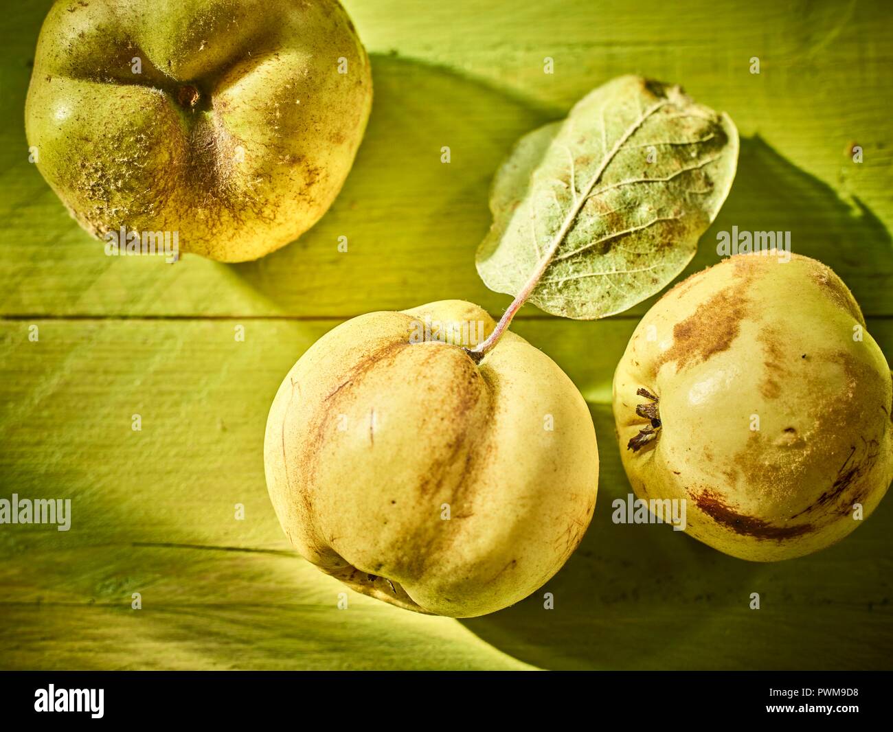 Feuilles de coings cydonia oblonga Banque de photographies et d’images ...