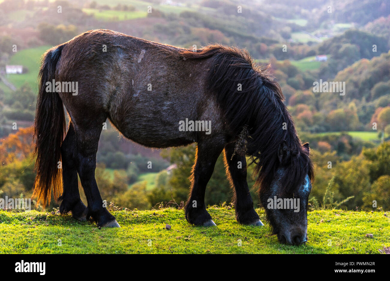 Pottok horse Banque de photographies et d’images à haute résolution - Alamy