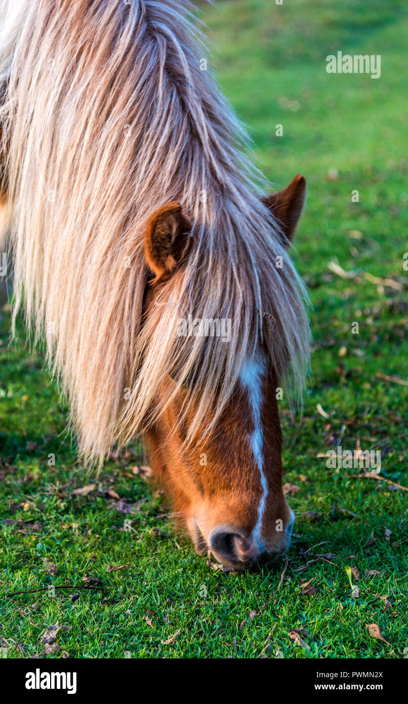 Espagne, Pays Basque, vallée de Baztán, chef d'un poney Pottok avec une ...