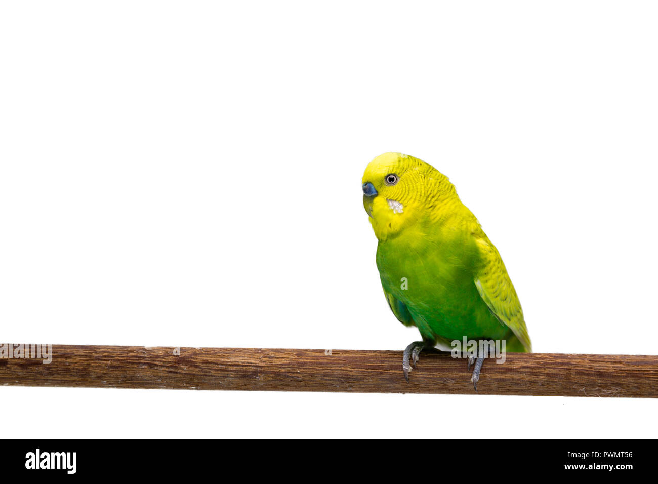 Perruche jaune et vert, Perruche oiseau sur fond blanc Photo Stock - Alamy