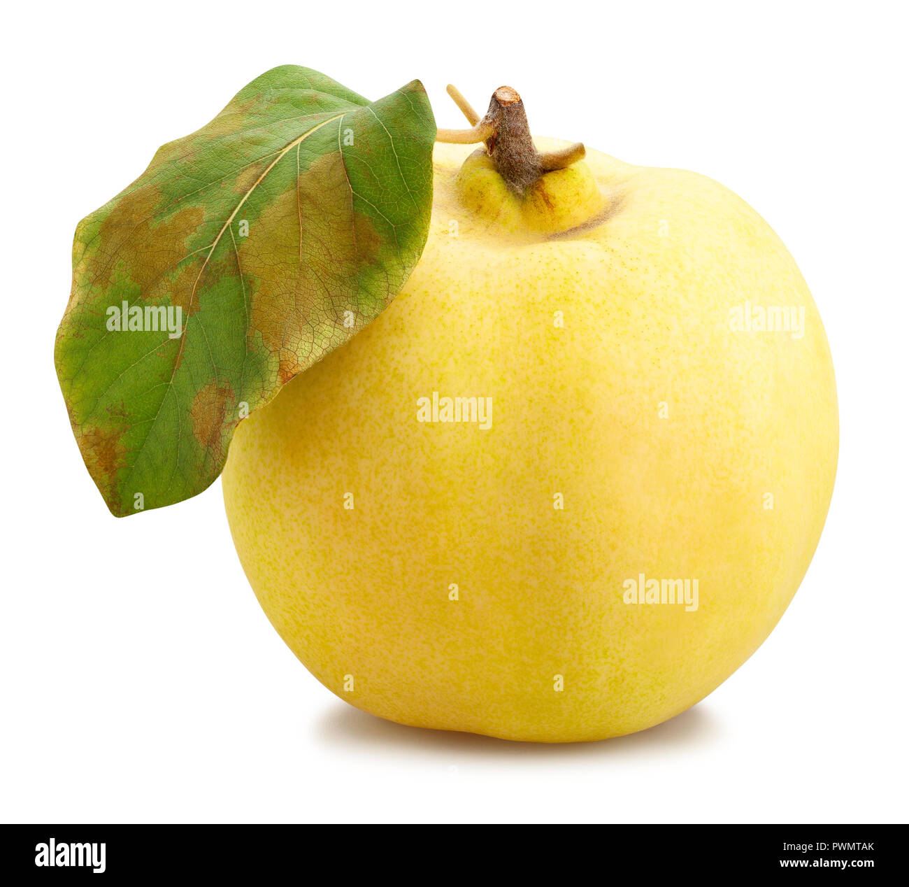 Feuilles de coing Banque d'images détourées - Alamy