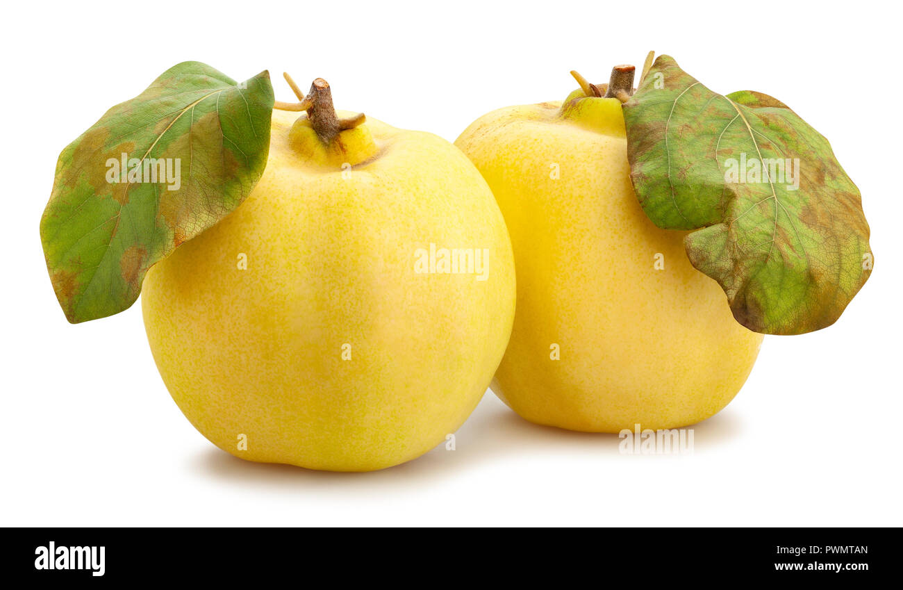 Feuilles de coing Banque d'images détourées - Alamy
