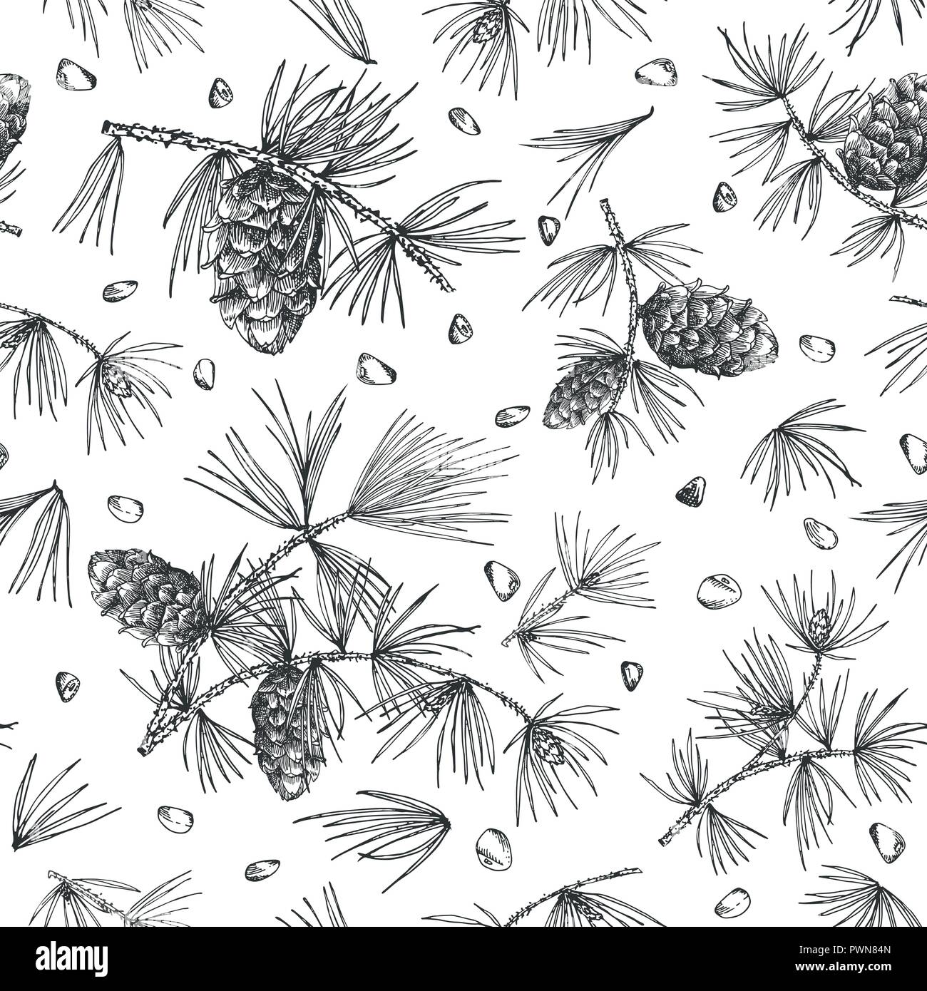 Modèle transparent avec des branches de cèdre et de cocottes isolé sur ...