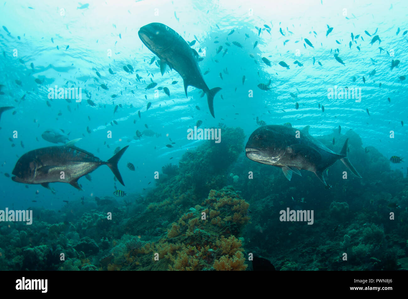 Giant trevally fish caranx ignobilis Banque de photographies et d ...