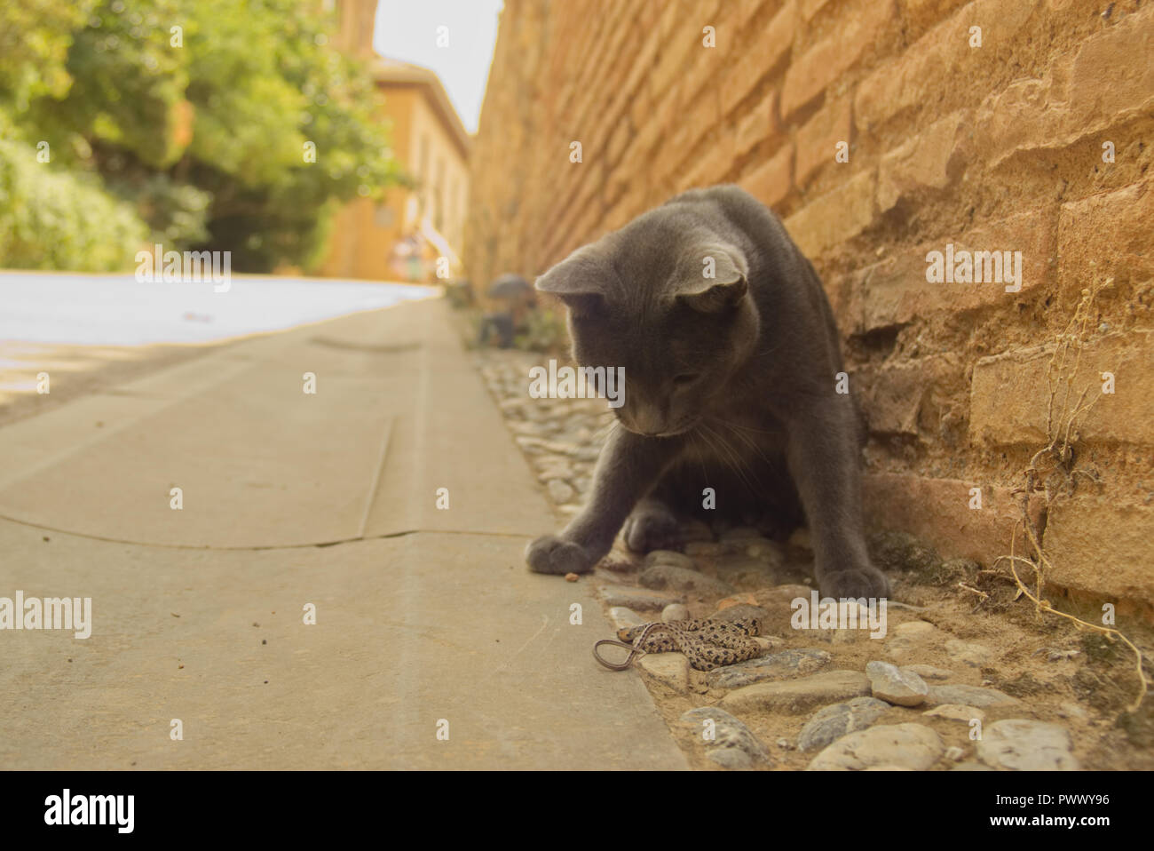 Combats de chats Banque de photographies et d’images à haute résolution ...