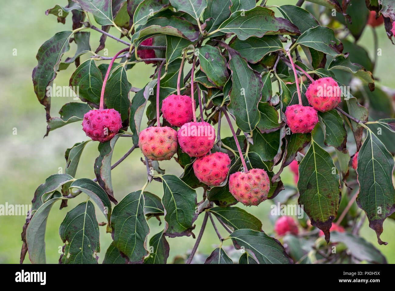 Cornus kousa chinensis Banque de photographies et d’images à haute ...