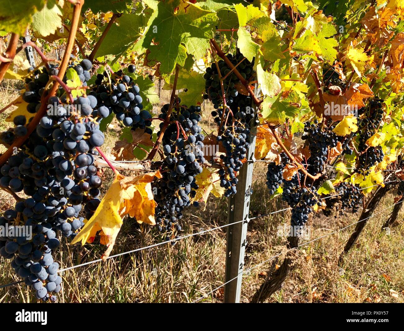 Ipe violet Banque de photographies et d’images à haute résolution - Alamy