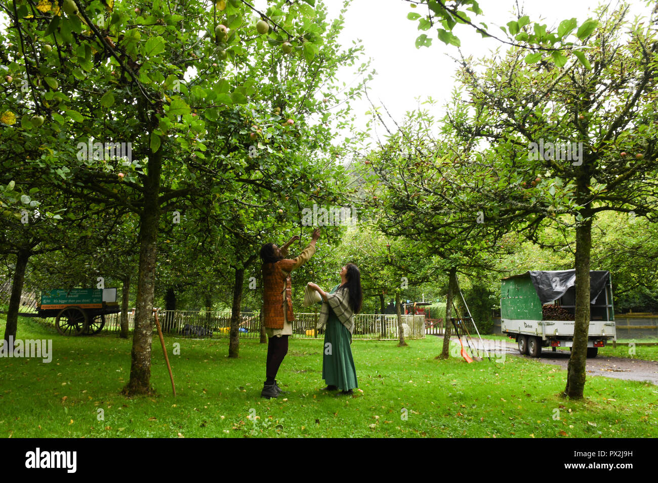 Un homme et des femmes en robe historique la cueillette des pommes d'un ...