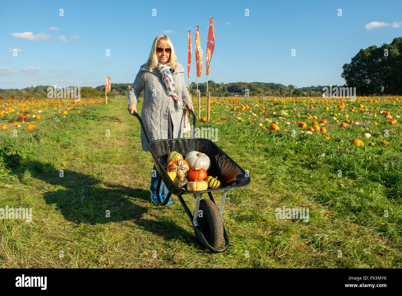 Femme avec des citrouilles dans une brouette dans un champ de ...