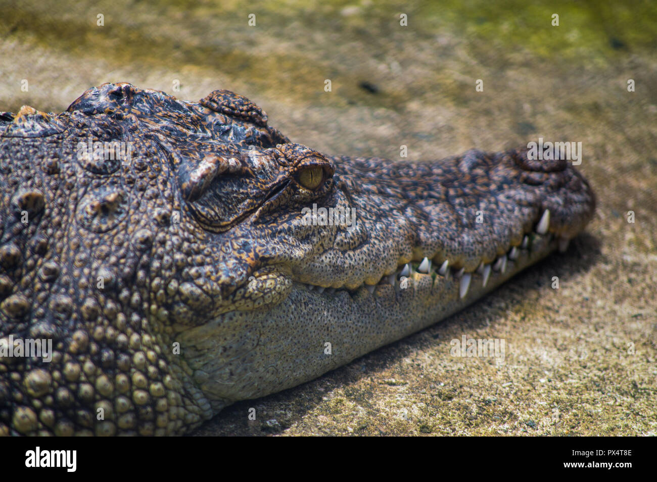 Crocodile zoo Banque de photographies et d’images à haute résolution ...